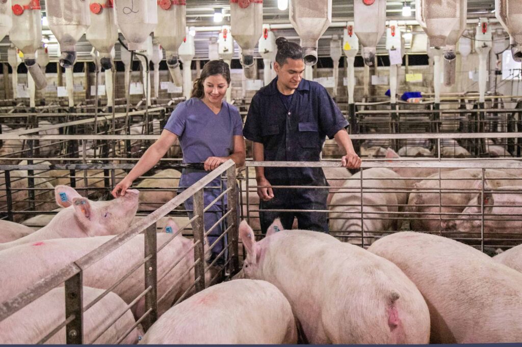 How to achieve the optimal replacement rate of the sow herd - Topigs ...